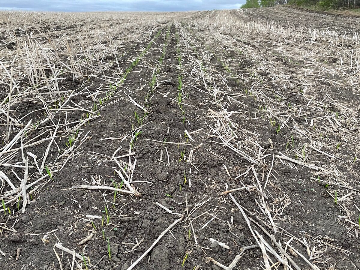 2023 crop pics - Page 2 - General Chat - Red Power Magazine Community