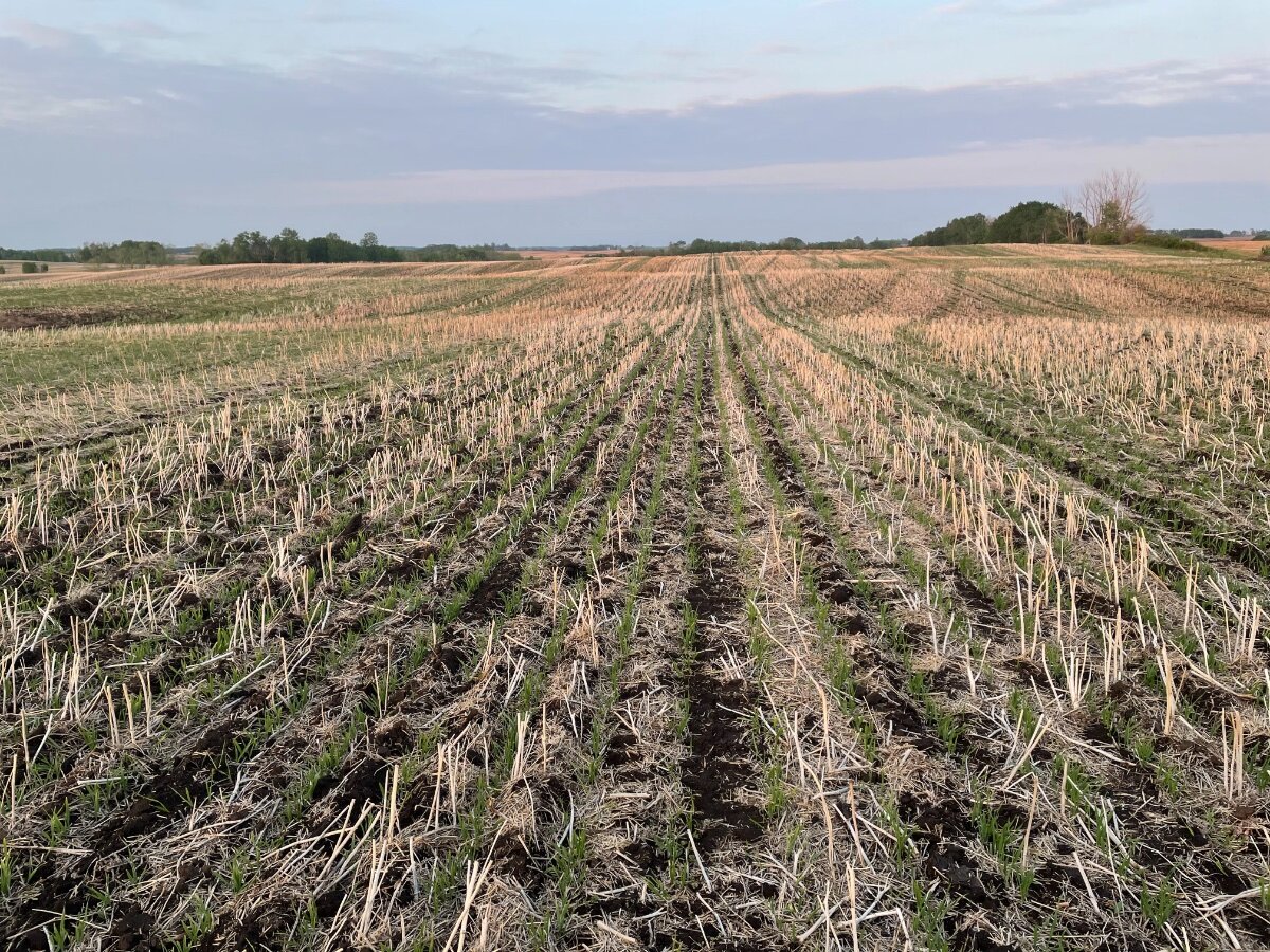 2023 crop pics - Page 2 - General Chat - Red Power Magazine Community