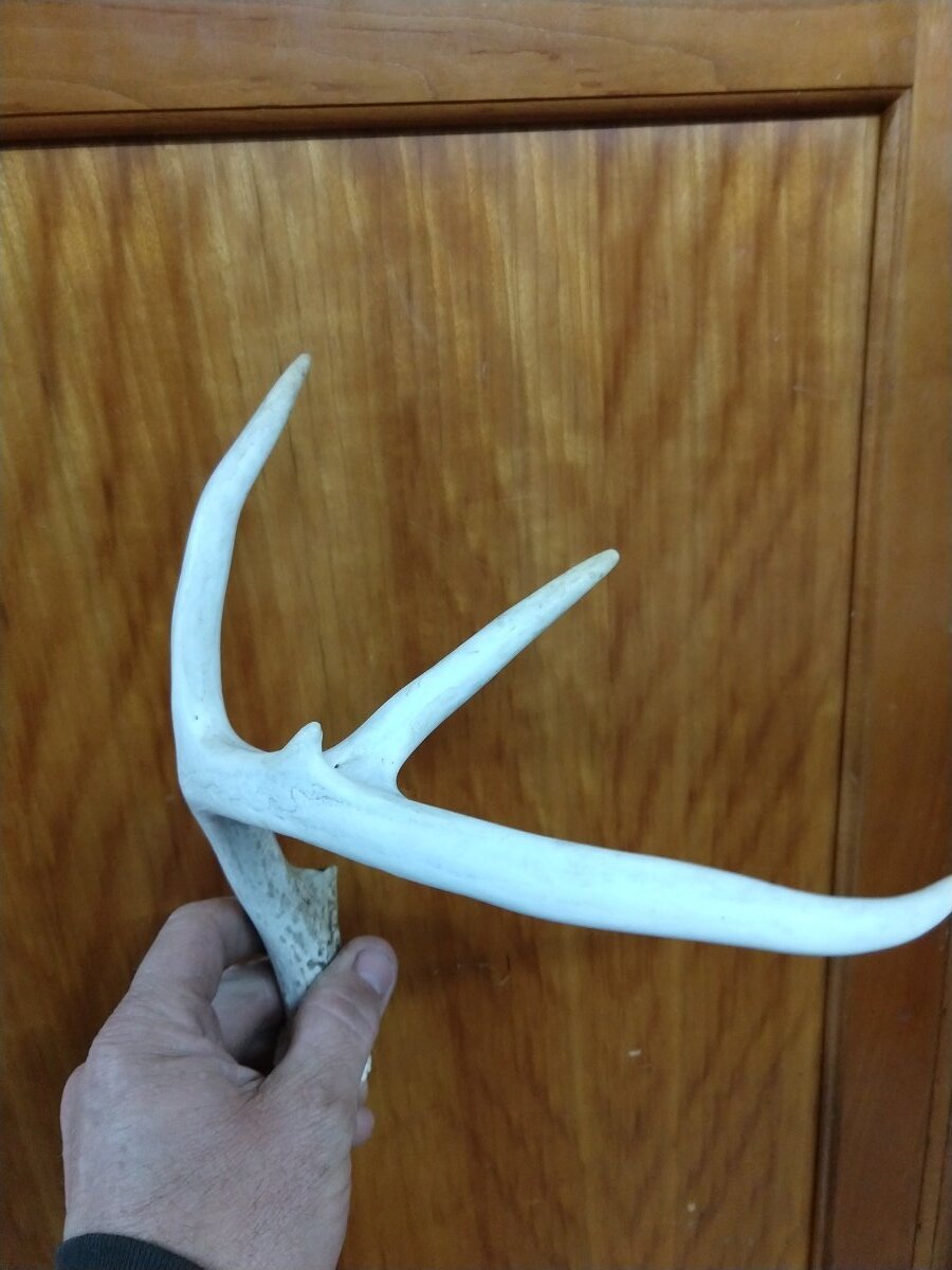 Found any antlers? - Page 3 - General Chat - Red Power Magazine Community