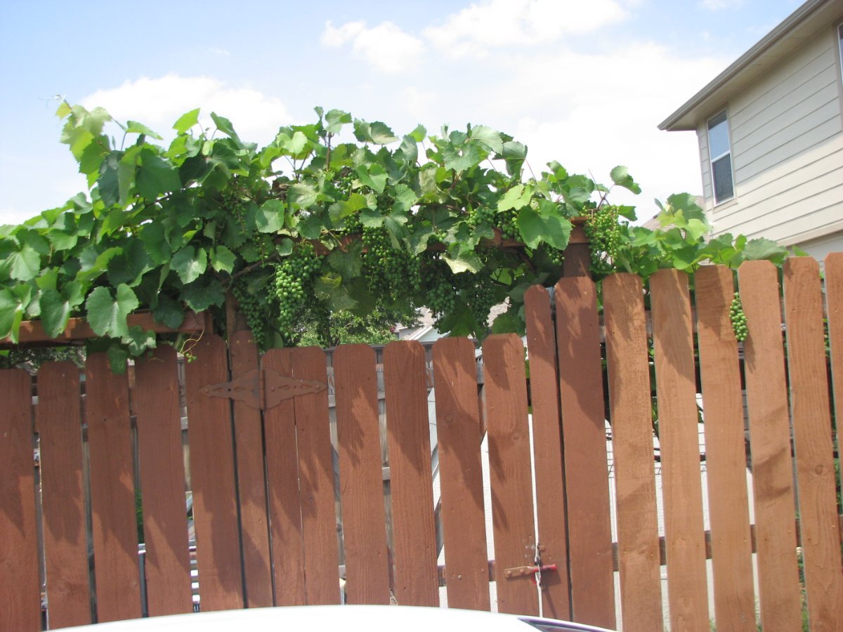 Grapes growing on my City Fence - General Chat - Red Power Magazine ...