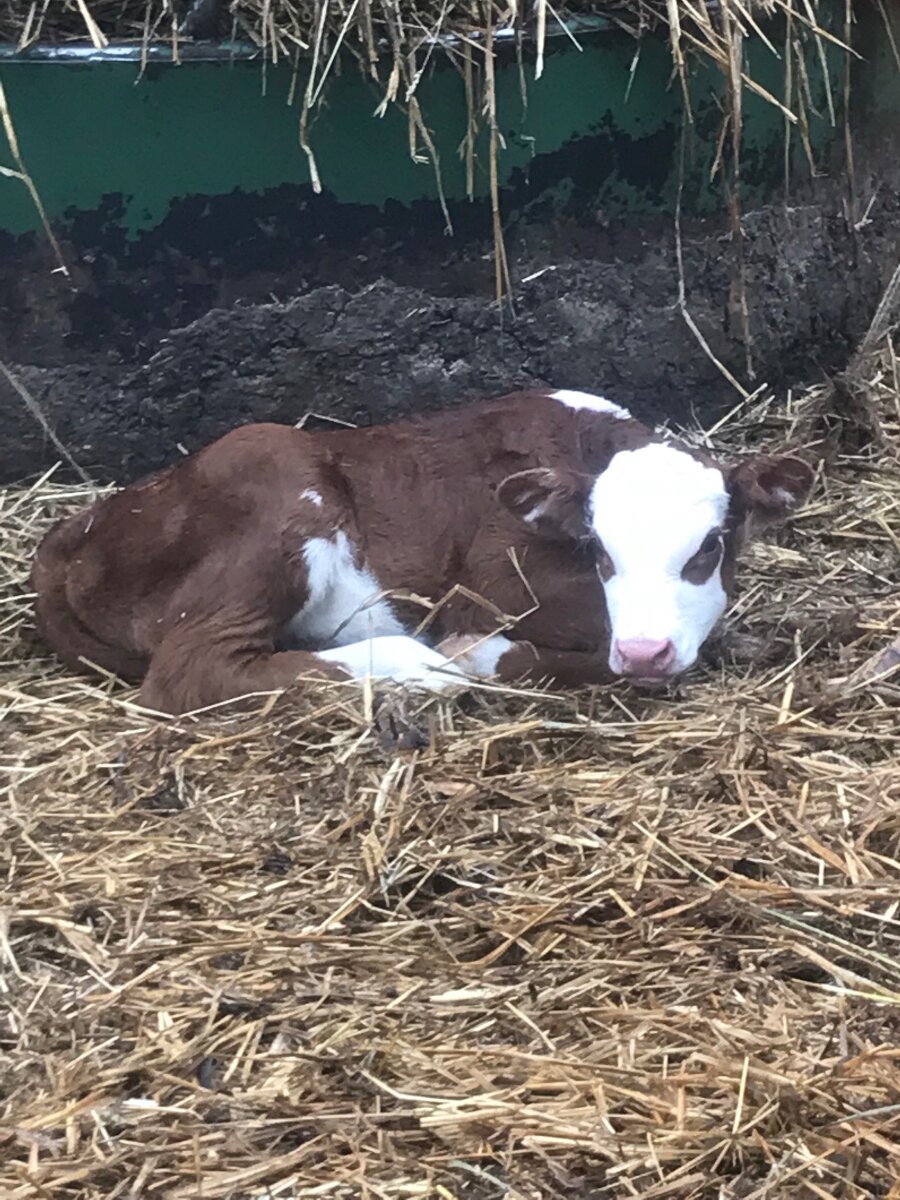 The cattle thread - Page 27 - General Chat - Red Power Magazine Community