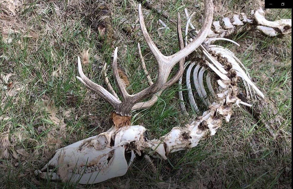 Found any antlers? - Page 3 - General Chat - Red Power Magazine Community