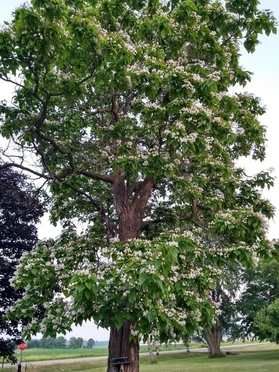 why i hate Catalpa trees - General Chat - Red Power Magazine Community