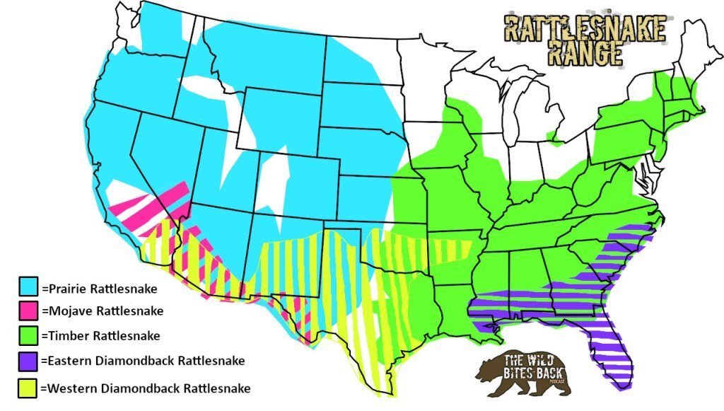 The unofficial snake thread - Page 2 - General Chat - Red Power ...