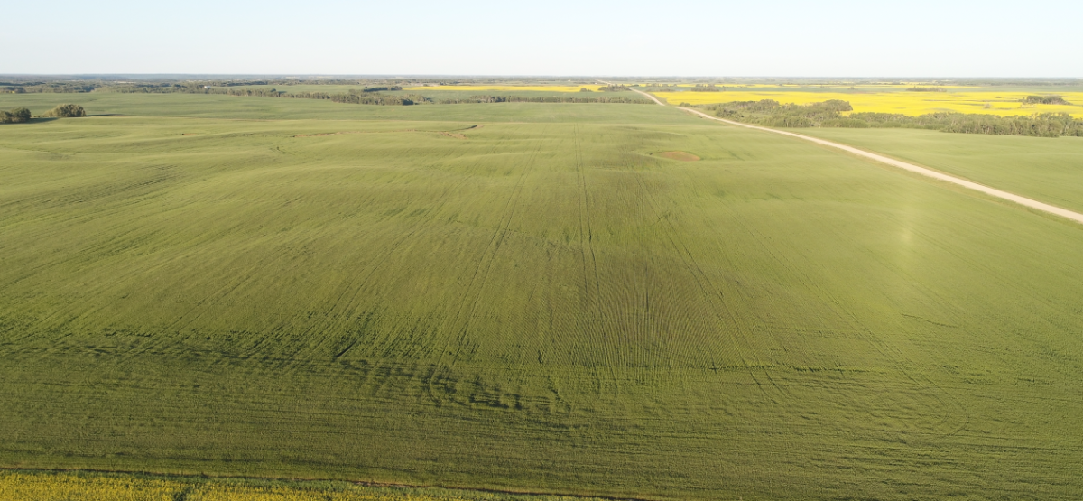 2023 crop pics - Page 7 - General Chat - Red Power Magazine Community