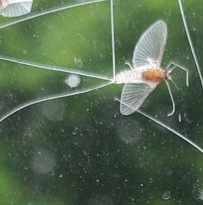 Very small mayfly? - General Chat - Red Power Magazine Community