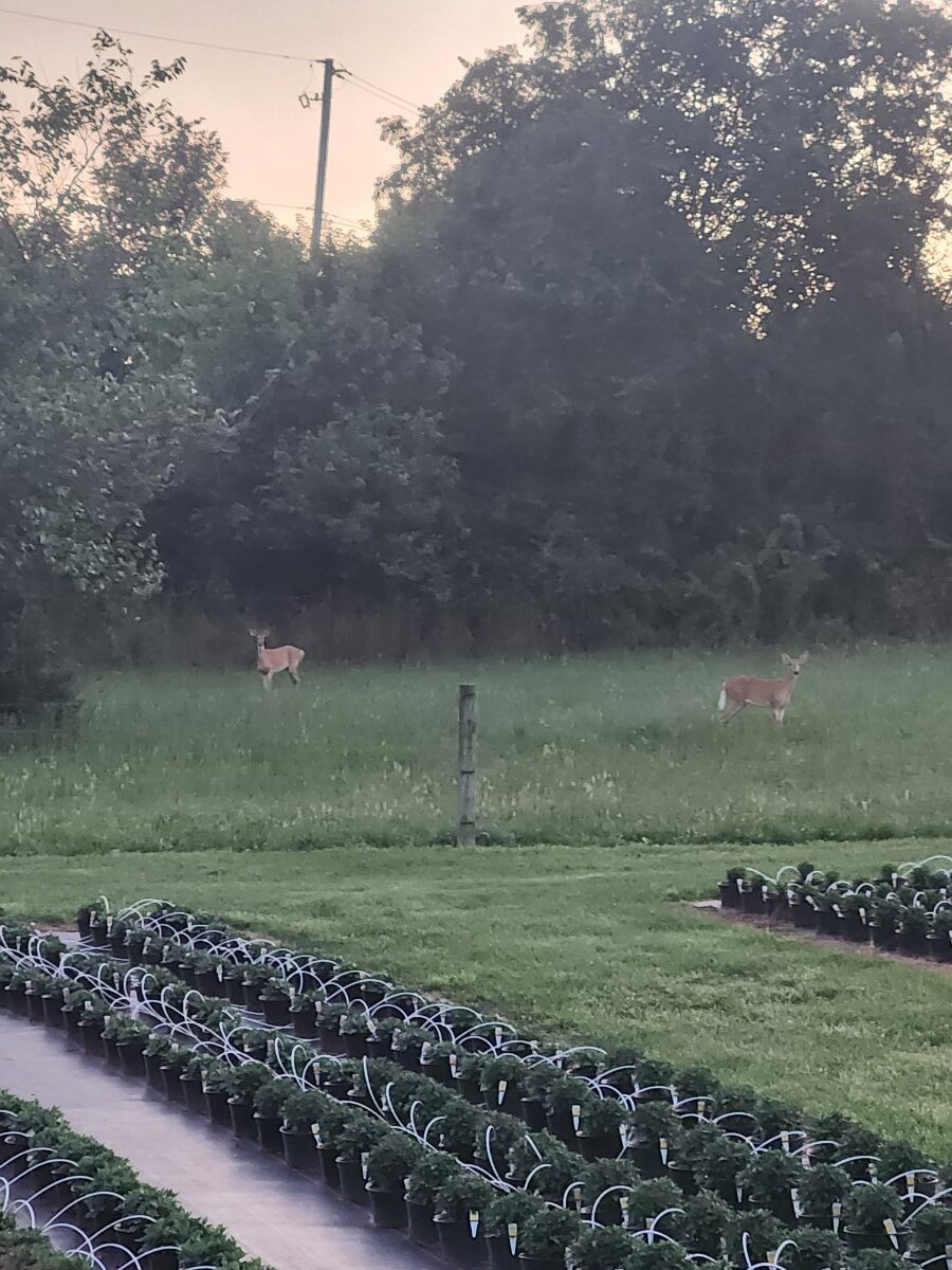 The deer are herding up - General Chat - Red Power Magazine Community