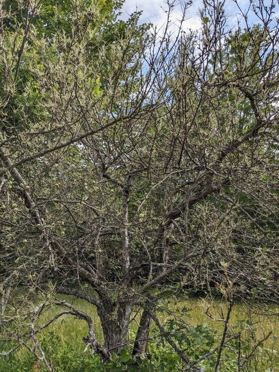 Gypsy (Spongy) Moth - Upper Michigan, July 2023 - General Chat - Red ...