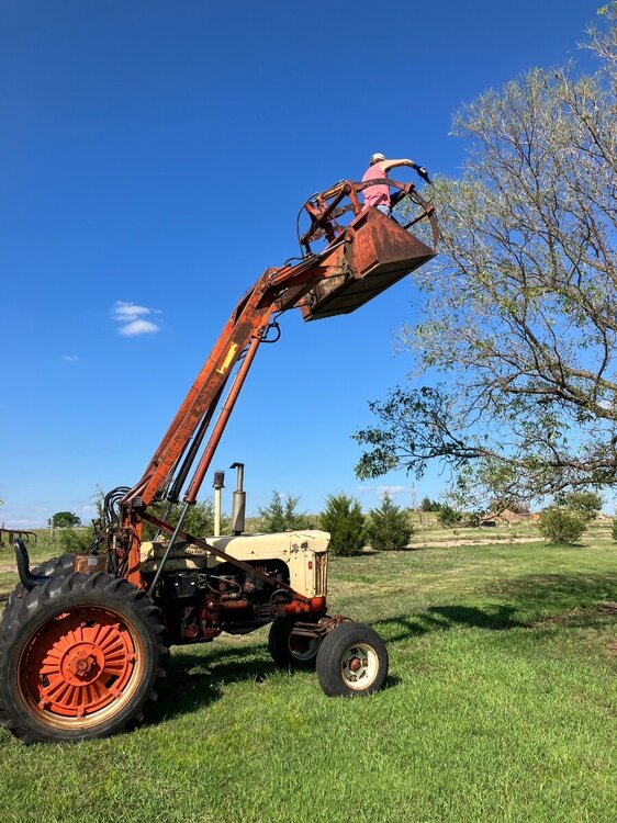 Gypsy (Spongy) Moth - Upper Michigan, July 2023 - General Chat - Red ...
