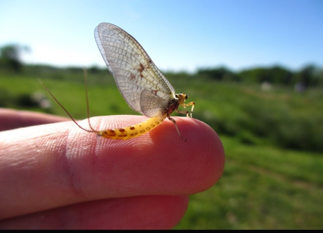 Very small mayfly? - General Chat - Red Power Magazine Community