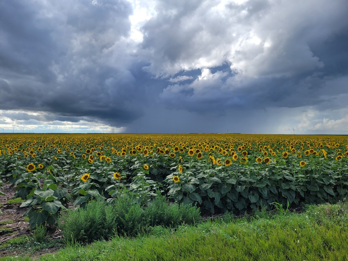 Had to get a JD tractor - Page 4 - General Chat - Red Power Magazine ...