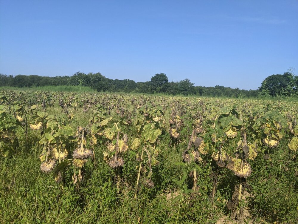 Sunflowers and harvesting - General Chat - Red Power Magazine Community