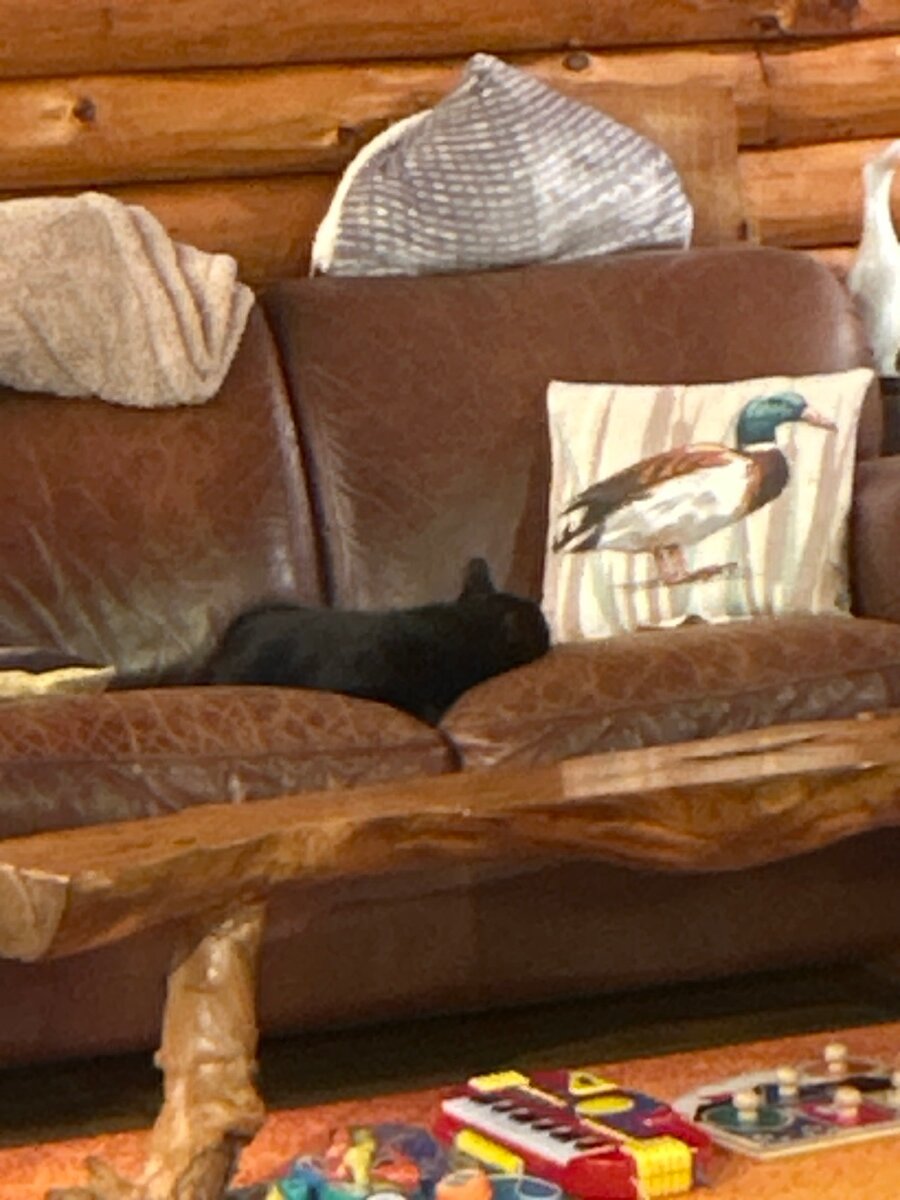 Dang cat. - General Chat - Red Power Magazine Community