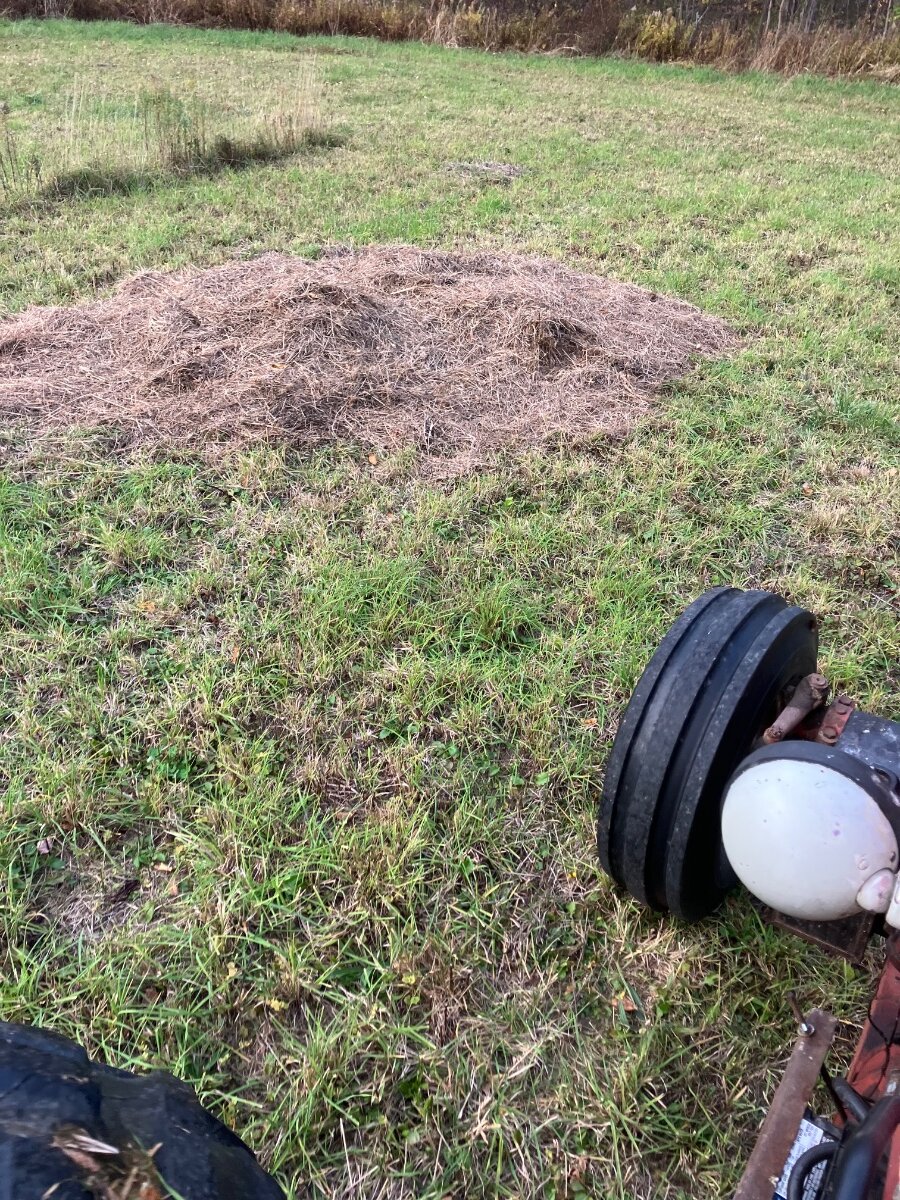 Bear damage - General Chat - Red Power Magazine Community