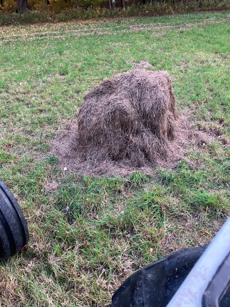 Bear damage - General Chat - Red Power Magazine Community