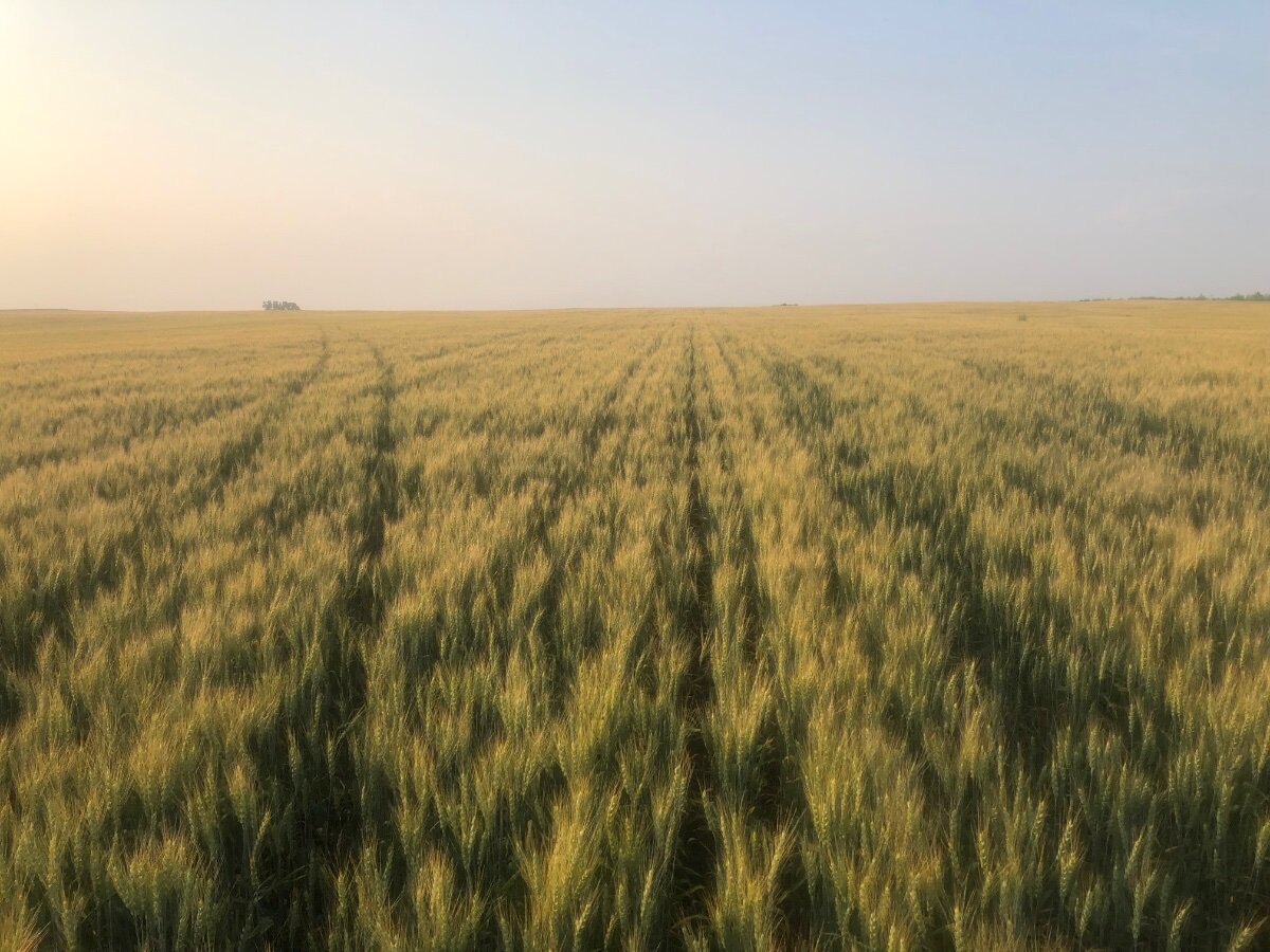 The good and bad of a IH 620 grain drill - Technical IH Talk - Red Power Magazine Community