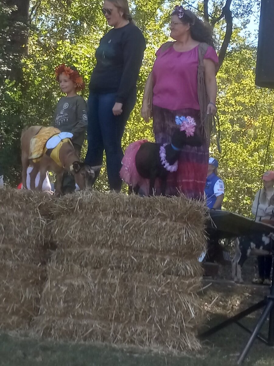 Goat festival time again - General Chat - Red Power Magazine Community