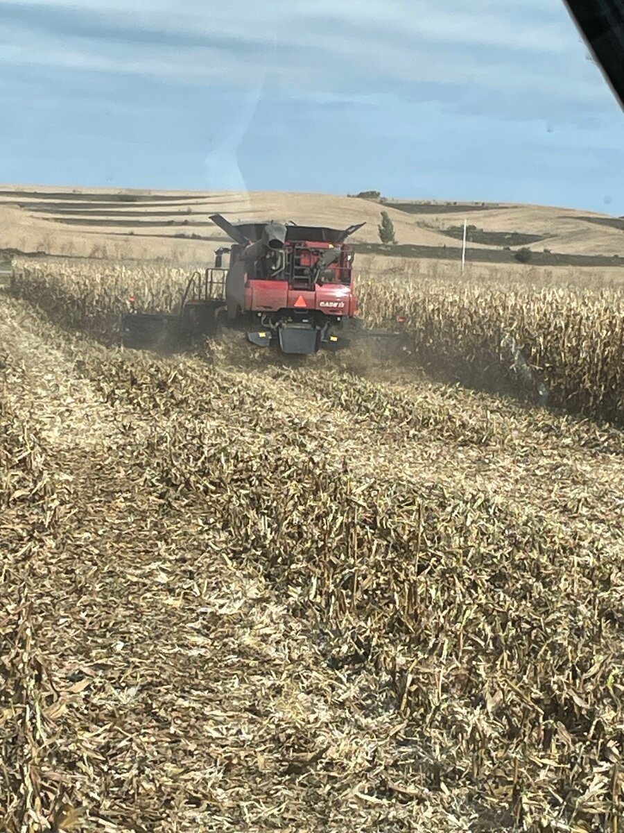 Harvest time pics - Page 4 - General Chat - Red Power Magazine Community