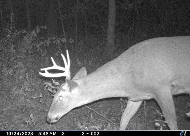 Deer scouting and pics - Page 4 - General Chat - Red Power Magazine ...