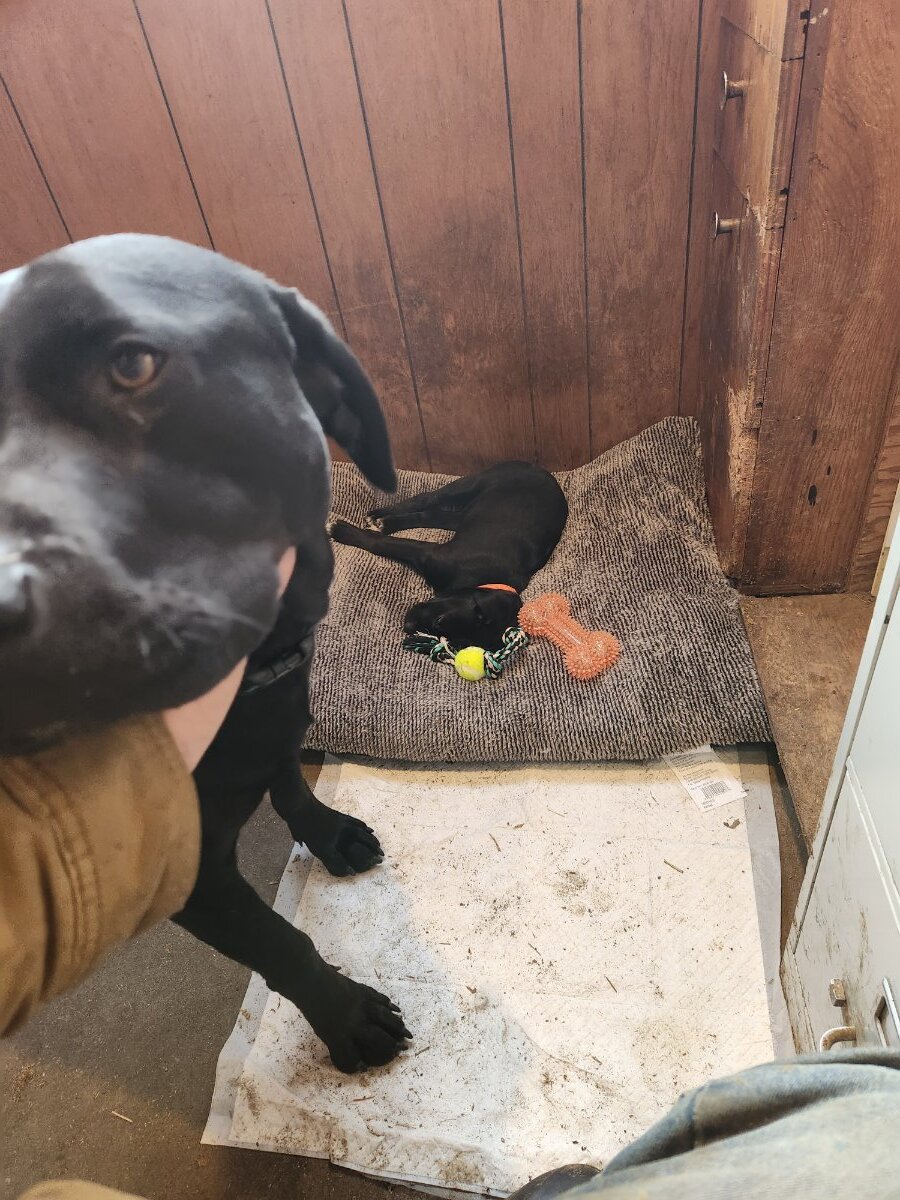 The Dog Thread - Page 112 - General Chat - Red Power Magazine Community