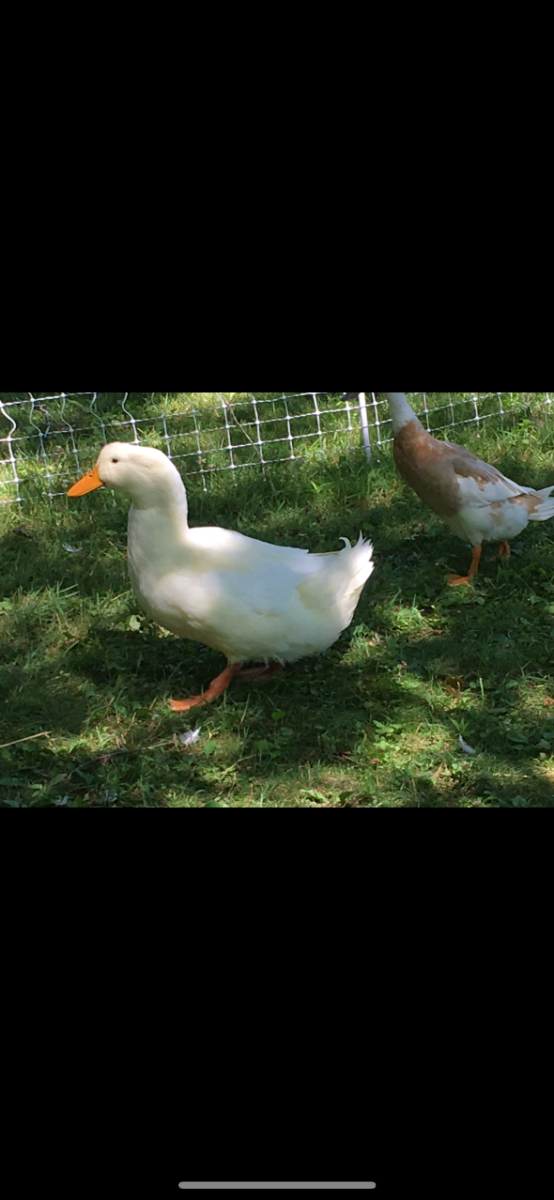 Ducks - General Chat - Red Power Magazine Community