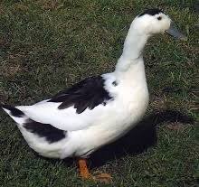 Ducks - General Chat - Red Power Magazine Community