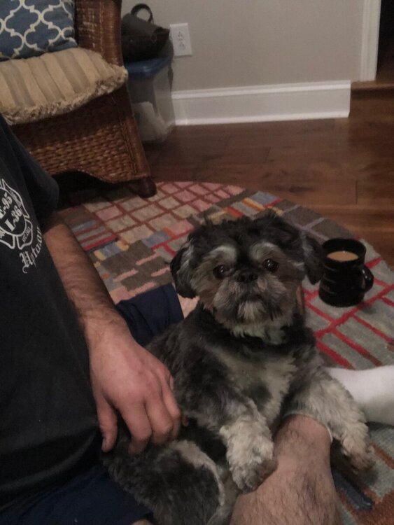 The Dog Thread - Page 117 - General Chat - Red Power Magazine Community