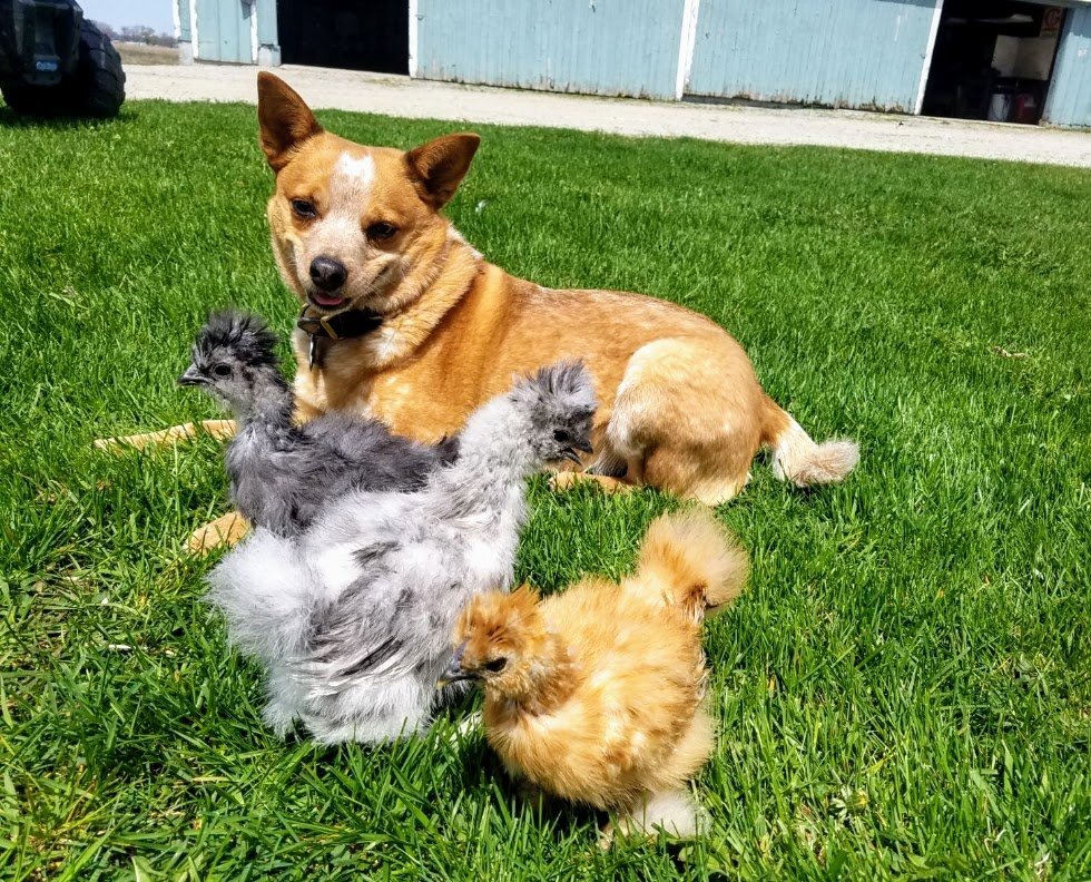 Chickens and Labrador dogs? - General Chat - Red Power Magazine Community