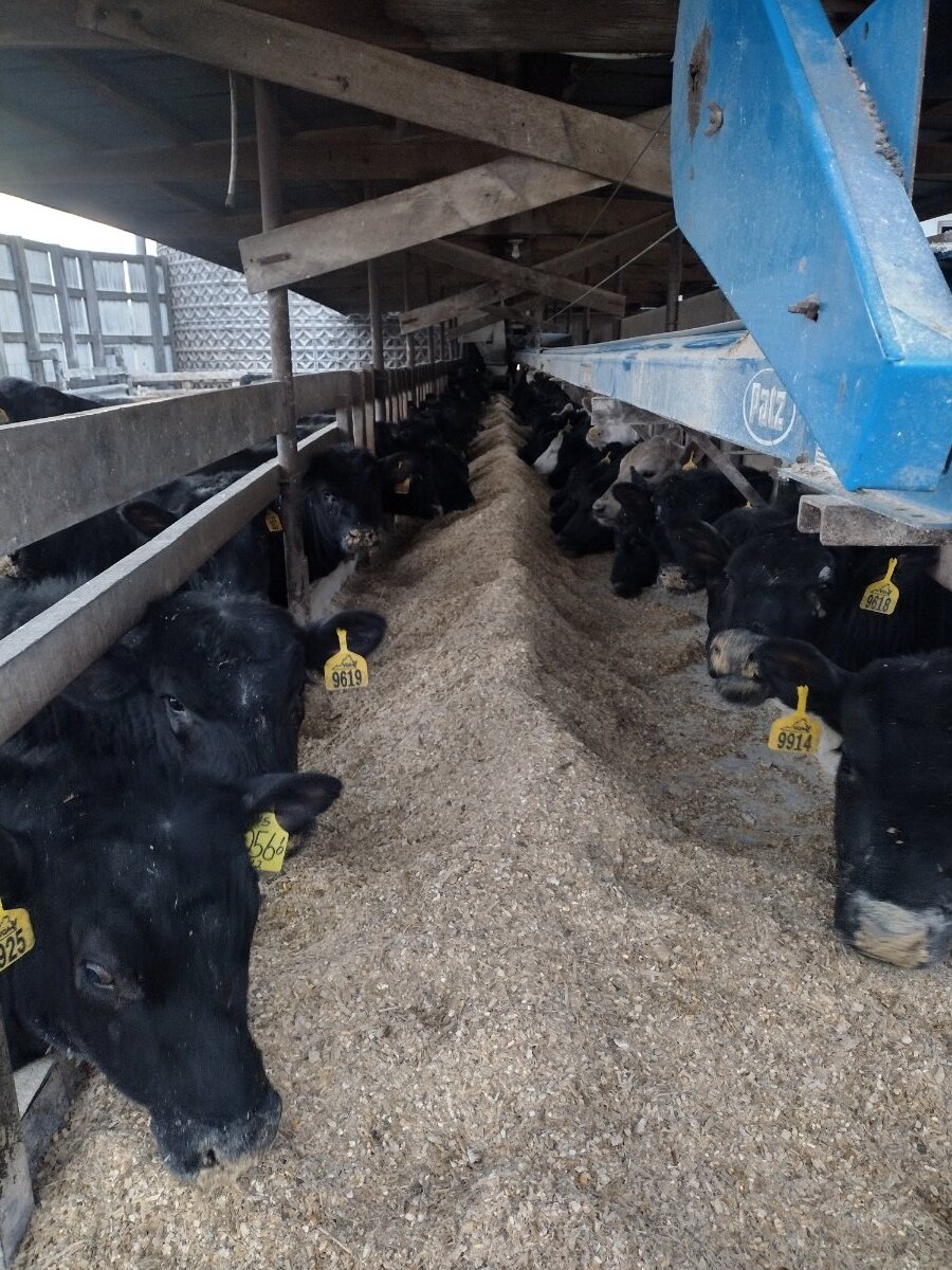Live beef cattle prices! - General Chat - Red Power Magazine Community