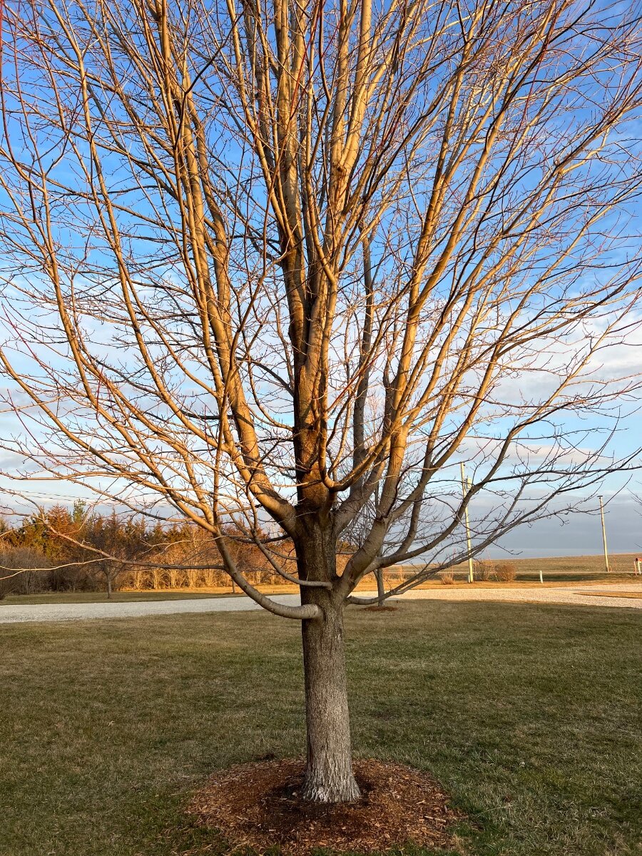 Going to have to buy a tree. - Page 2 - General Chat - Red Power ...