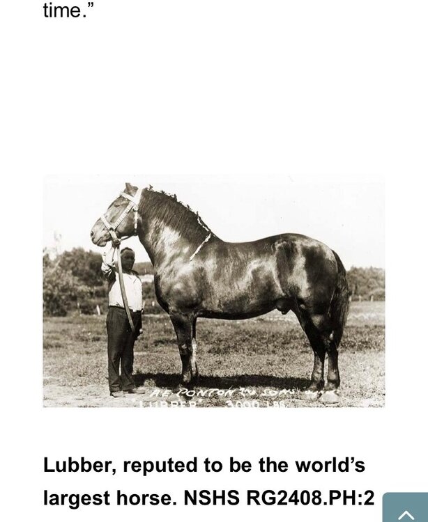 The biggest known horse ever recorded back in 1859 - General Chat - Red ...