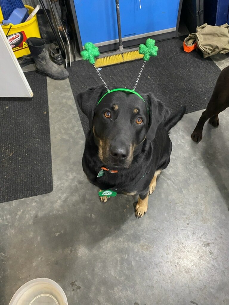 The Dog Thread - Page 127 - General Chat - Red Power Magazine Community