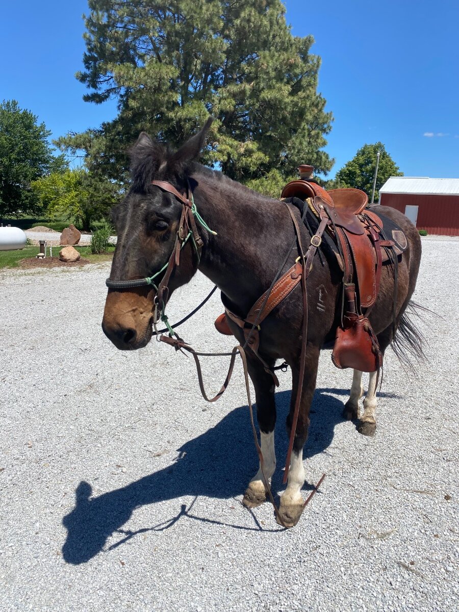 The Horse and Mule Thread - Page 14 - General Chat - Red Power Magazine ...