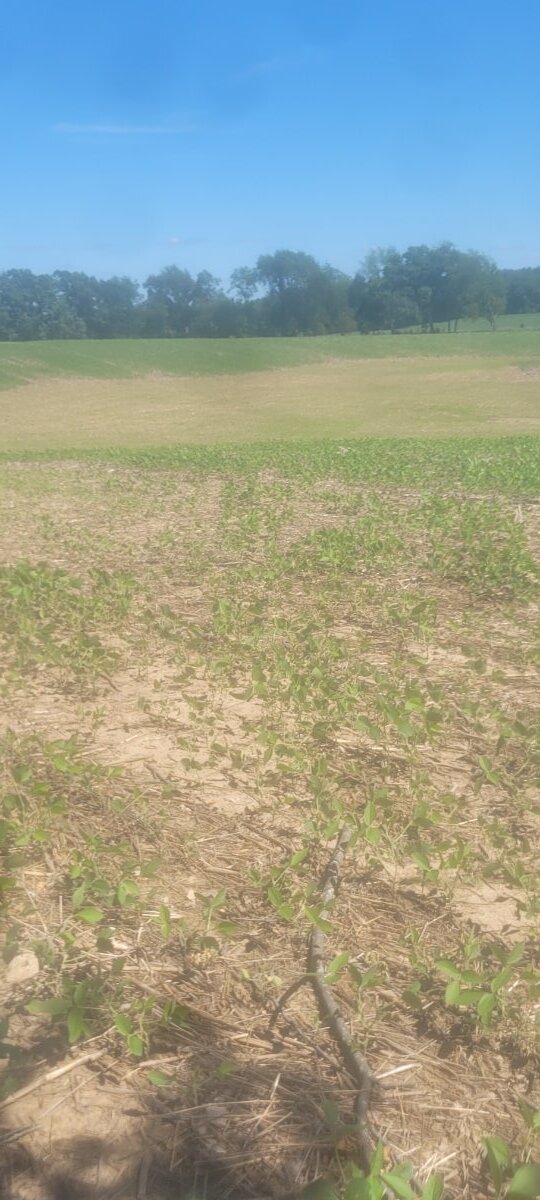 Anyone here ever deal with Slugs in a soybean stand. - General Chat ...