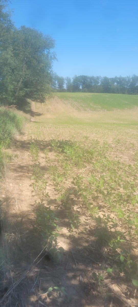 Anyone here ever deal with Slugs in a soybean stand. - General Chat ...