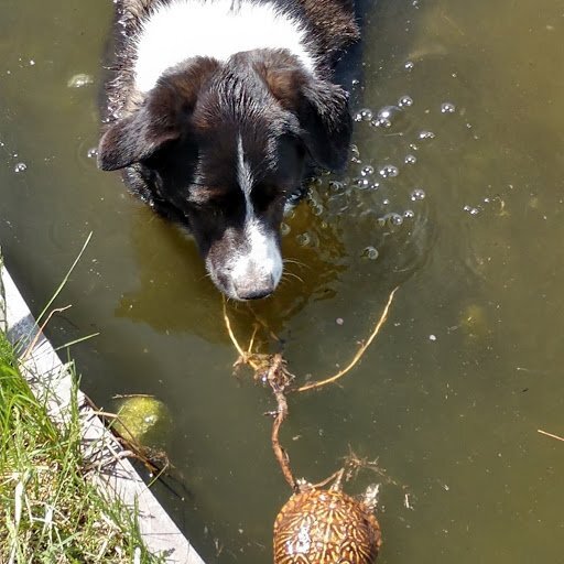 Turtle ( just chilling) - Page 2 - General Chat - Red Power Magazine ...