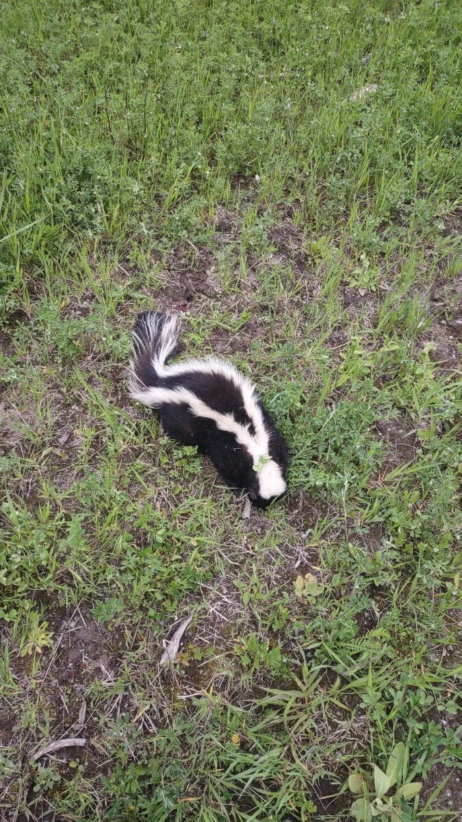 It's a varmints nightmare! - Page 8 - General Chat - Red Power Magazine ...