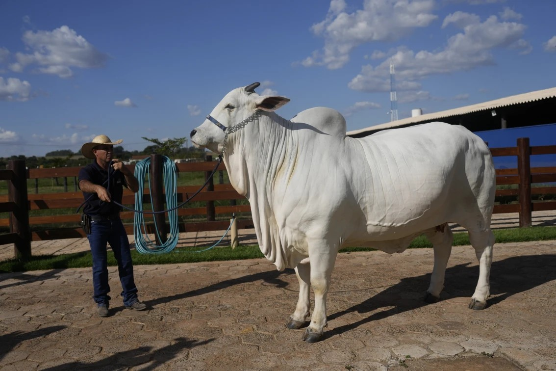 Four million dollar cow - General Chat - Red Power Magazine Community