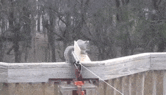 Making an electric squirrel trap - General Chat - Red Power Magazine ...