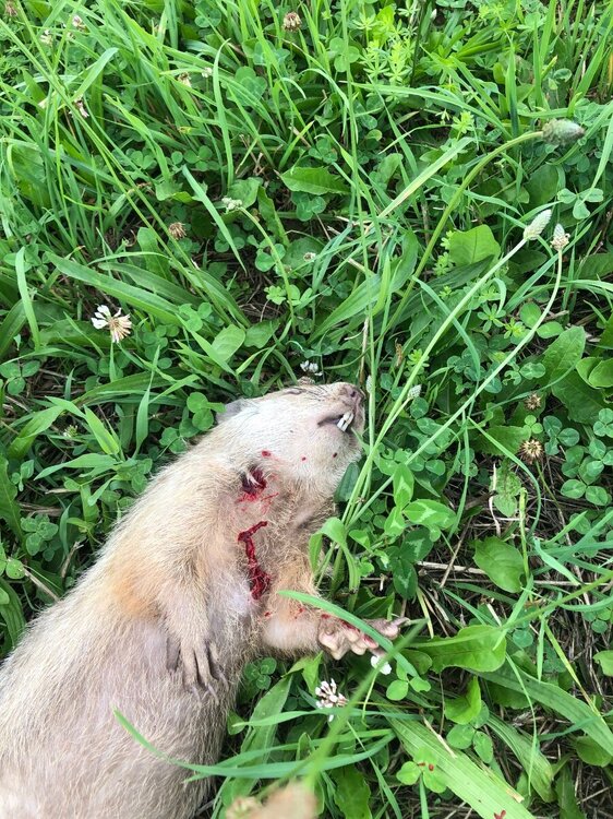 It's a varmints nightmare! - Page 8 - General Chat - Red Power Magazine ...