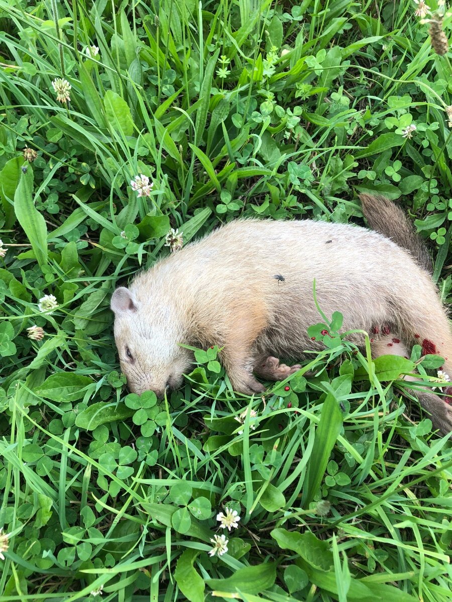 It's a varmints nightmare! - Page 8 - General Chat - Red Power Magazine ...