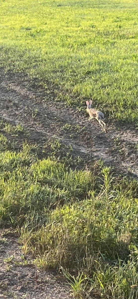 It's a varmints nightmare! - Page 8 - General Chat - Red Power Magazine ...