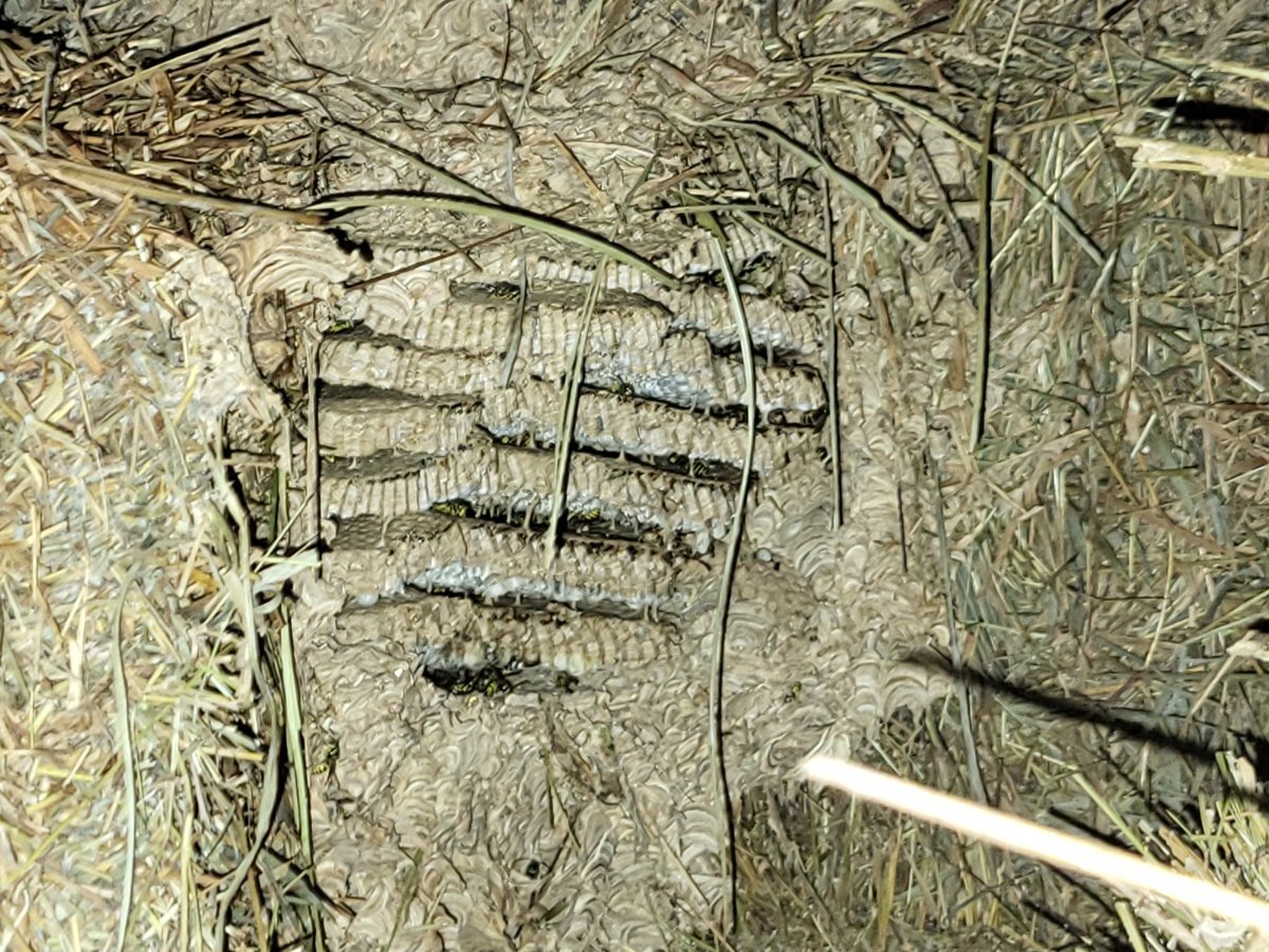 What would dig up a yellow jackets nest? - General Chat - Red Power ...