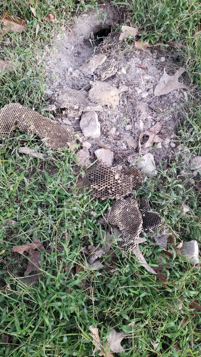 What would dig up a yellow jackets nest? - General Chat - Red Power ...