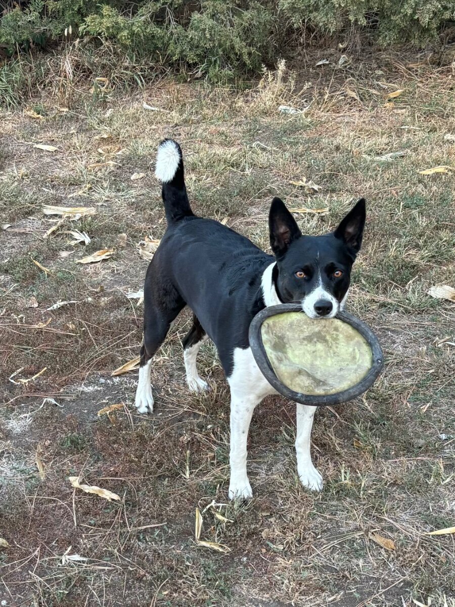 The Dog Thread - Page 137 - General Chat - Red Power Magazine Community