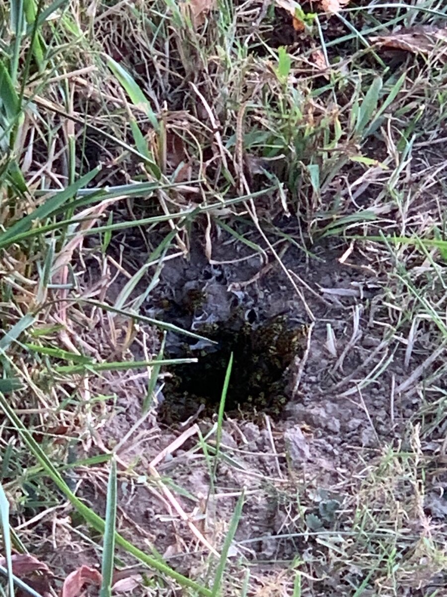 What would dig up a yellow jackets nest? - General Chat - Red Power ...