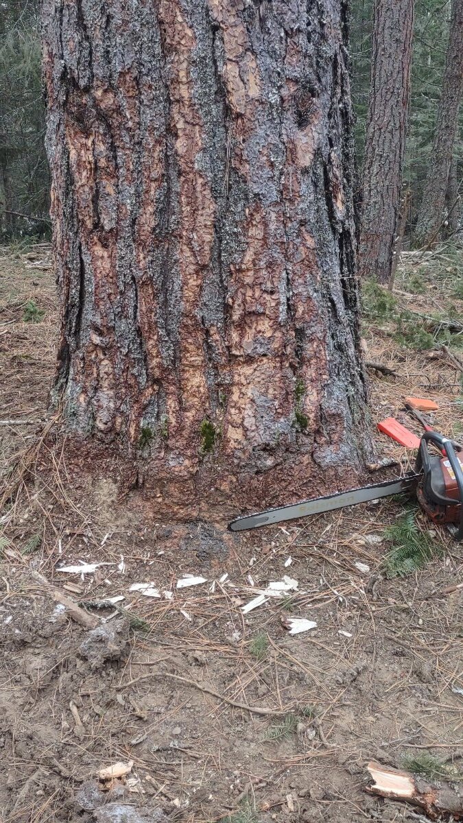 How big are your trees? - Page 3 - General Chat - Red Power Magazine ...