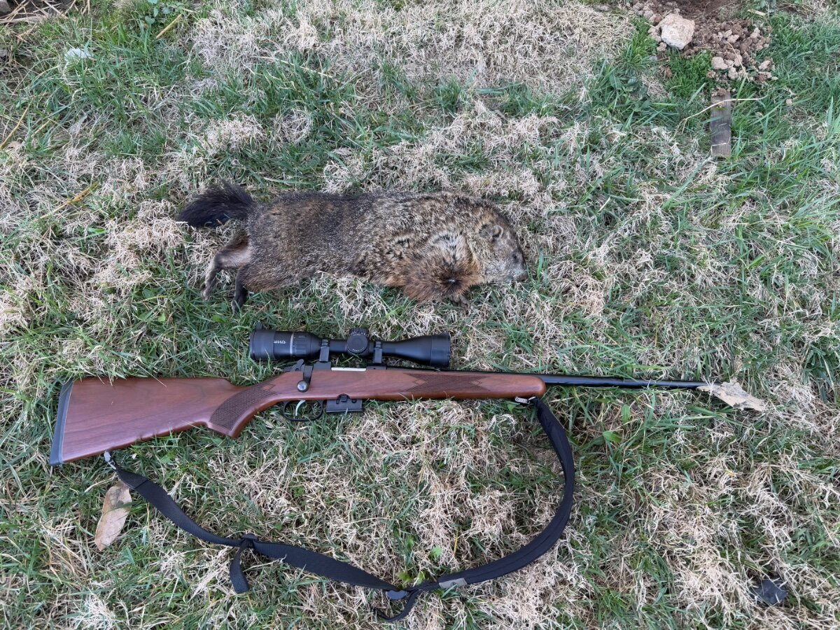 It's a varmints nightmare! - Page 9 - General Chat - Red Power Magazine ...