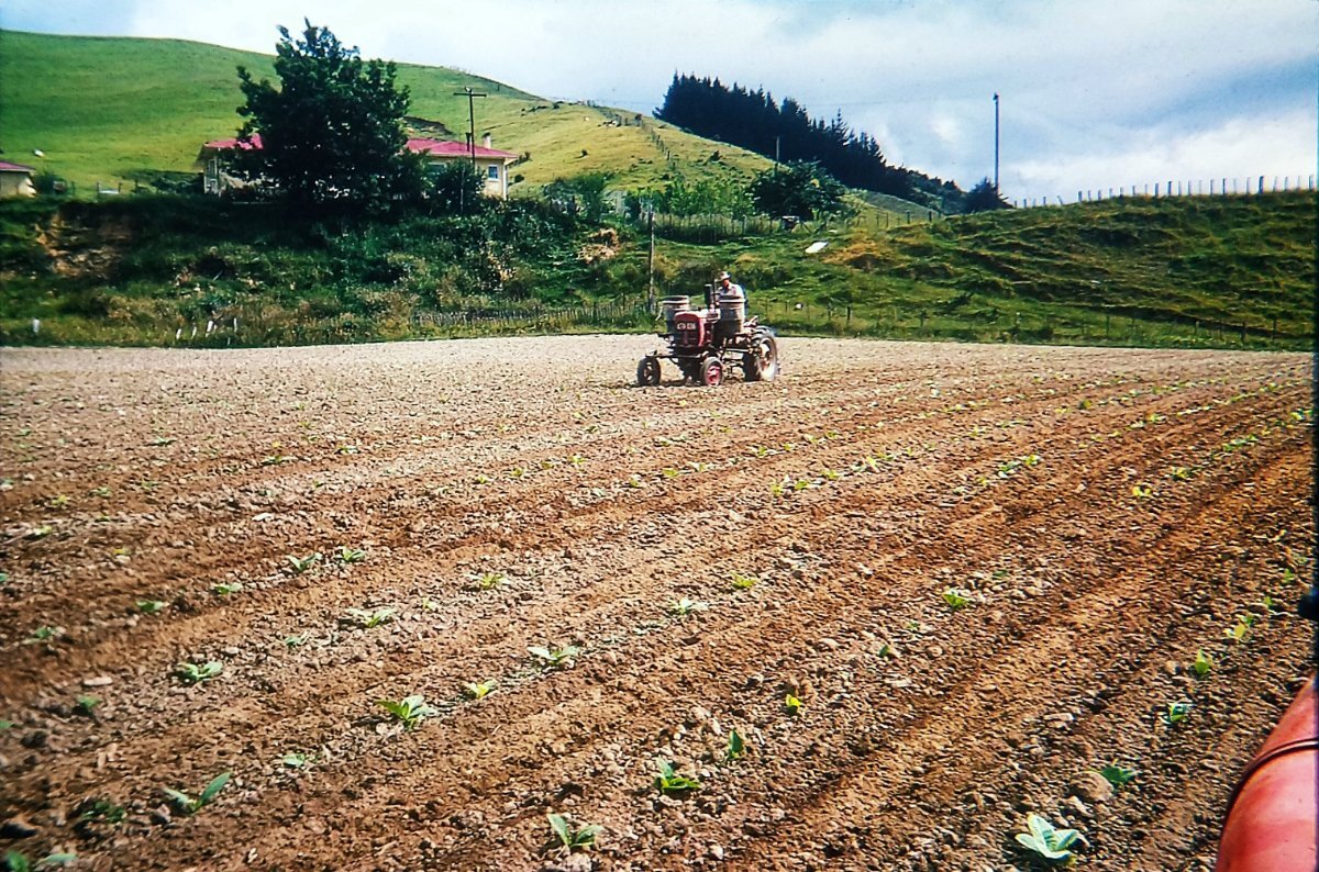 Tobacco growing.....few pics from 60 odd yrs gone plus more pic ...