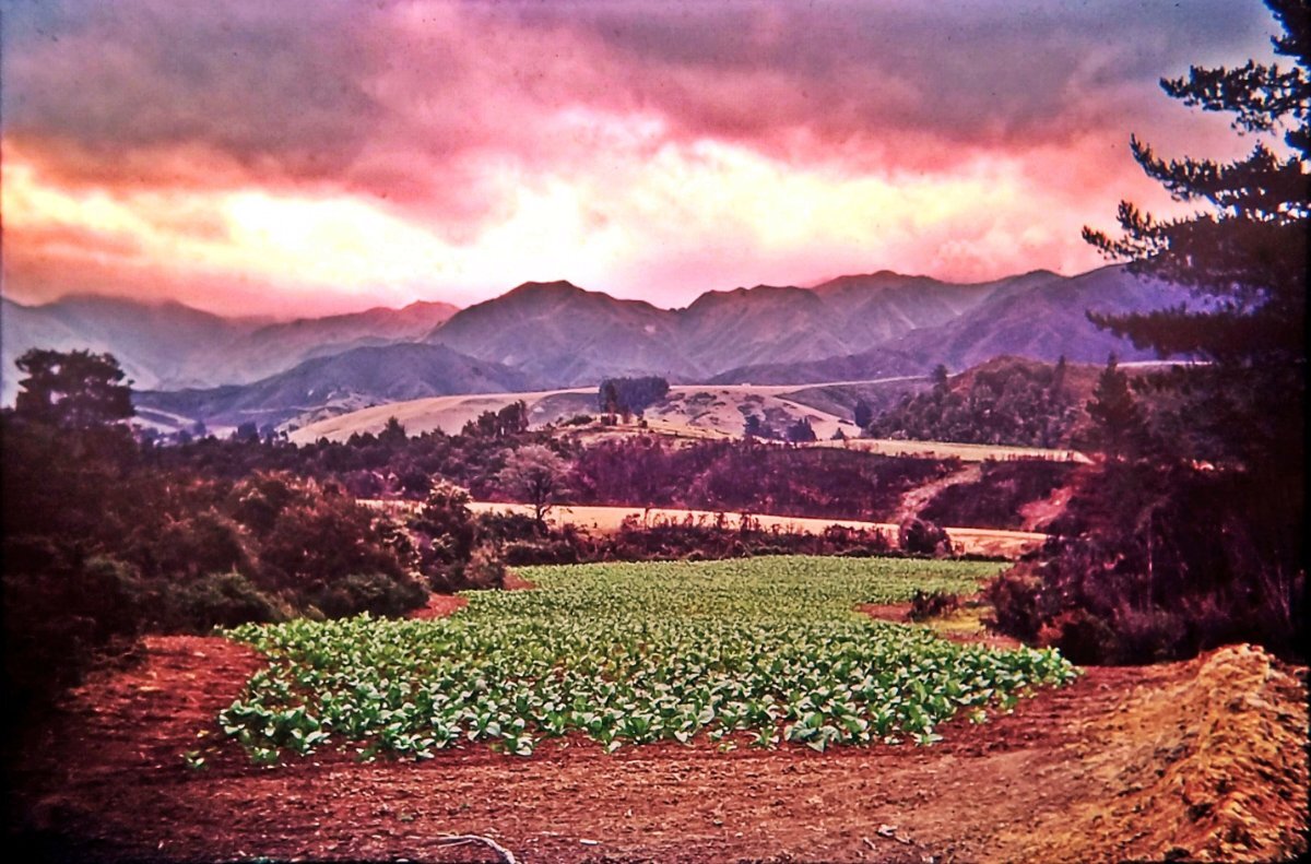 Tobacco growing.....few pics from 60 odd yrs gone plus more pic !!.....More pics again !..and ...
